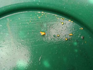 Sofala Gold Panning - A Golden Opportunity for your Family.